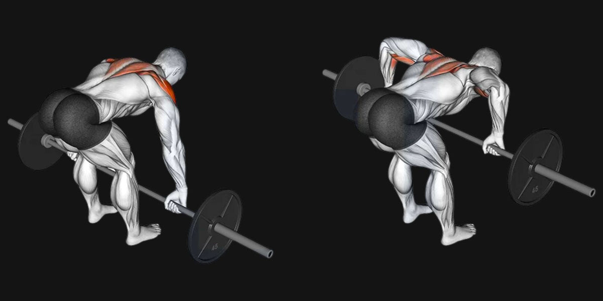 do rows work rear delts