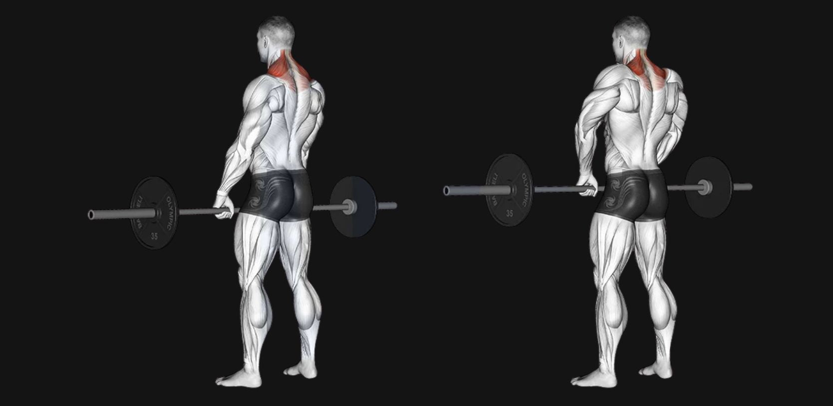 barbell shrugs front