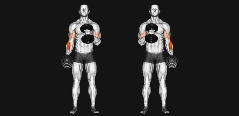 hammer curl alternative exercise