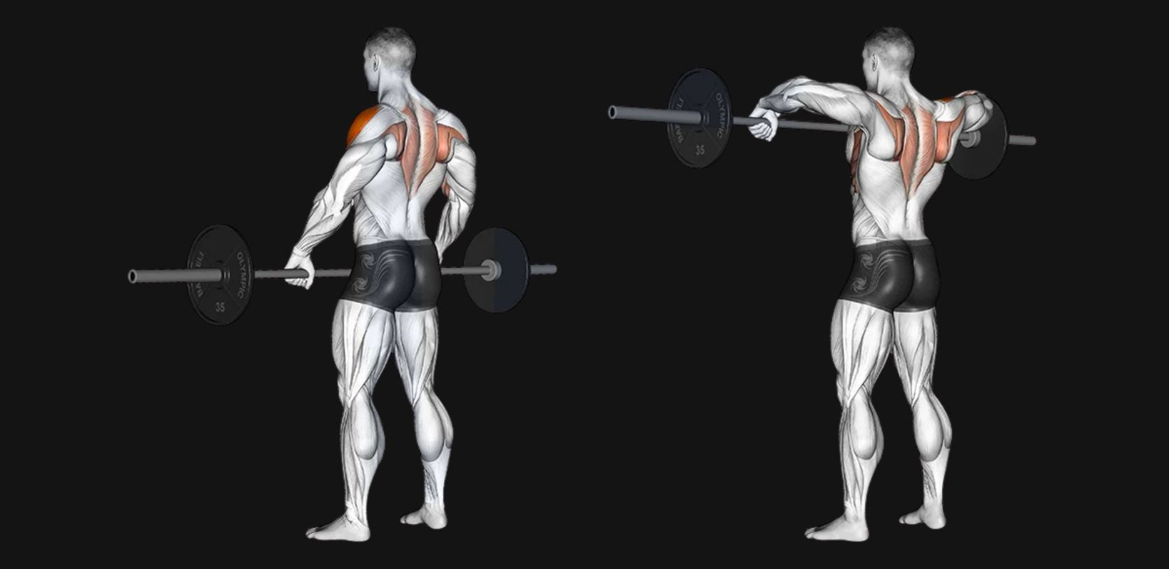 barbell rows form