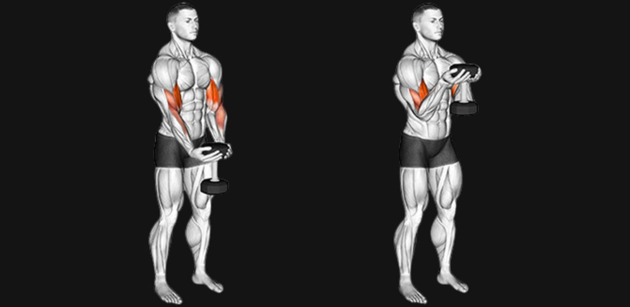 Waiter Curls: Build Bigger Biceps & Master Peak Isolation with Dumbbel ...